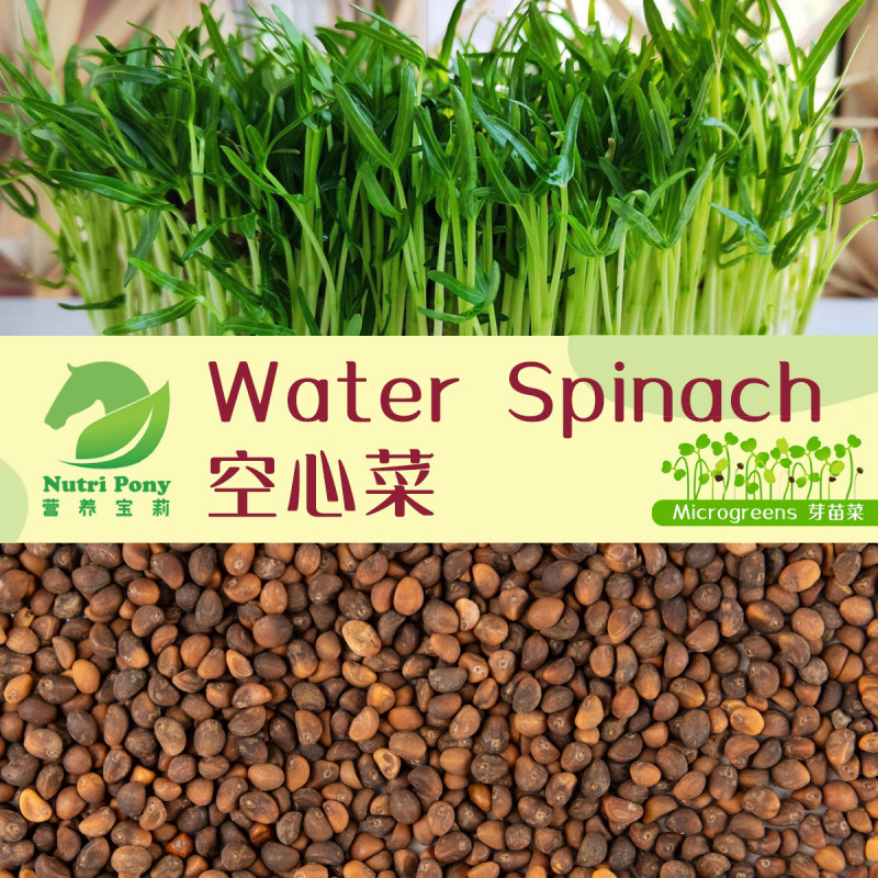 Water Spinach Kangkung Microgreens Seeds